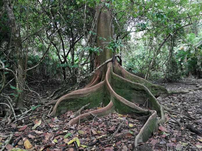 The Rainforest of Choco, Colombia: A Biodiversity Paradise in Danger